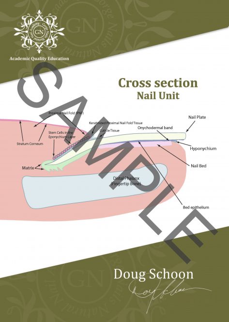 Cross section Nail Unit A4 Poster ENG 1 » MB Nails & Education