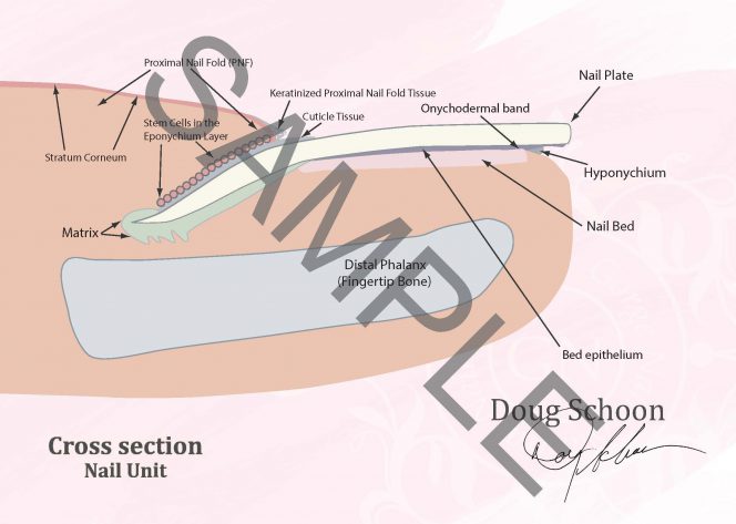 Cross section Nail Unit A4 Poster ENG 2 » MB Nails & Education